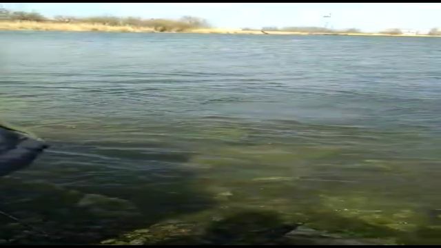 Рыбалка в Курской области! Как ловить амура. Видео от друзей.