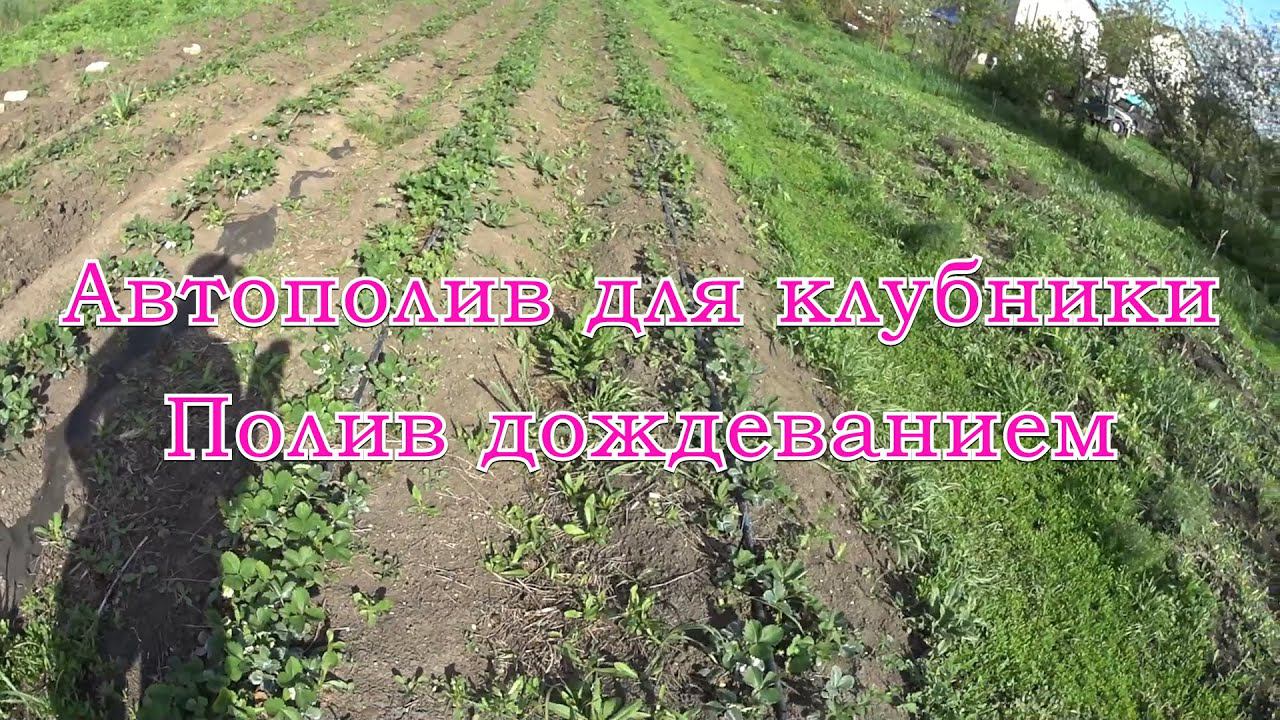 Система автополива для клубники дождеванием. Переходим с капельного полива на дождевание.