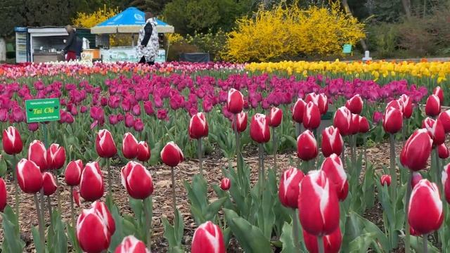 Крым. Никитский ботанический сад. Парад тюльпанов.
