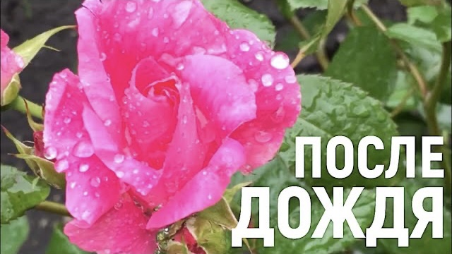 Долгожданный дождь, шуму много - воды мало...Ждём ещё дождя.