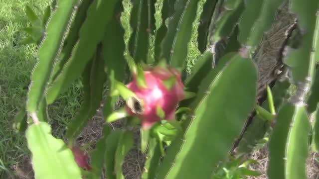 Вьетнам Гора Та Ку,  лежащий Будда.mp4