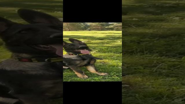 Баларис Юстас Ван, охота за иллюзией