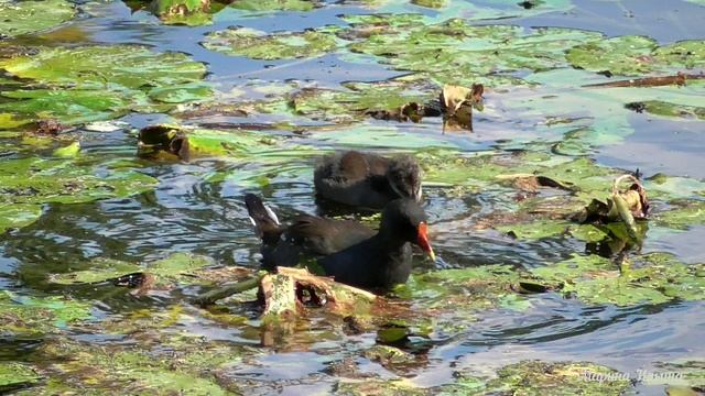 Камышница с птенцами