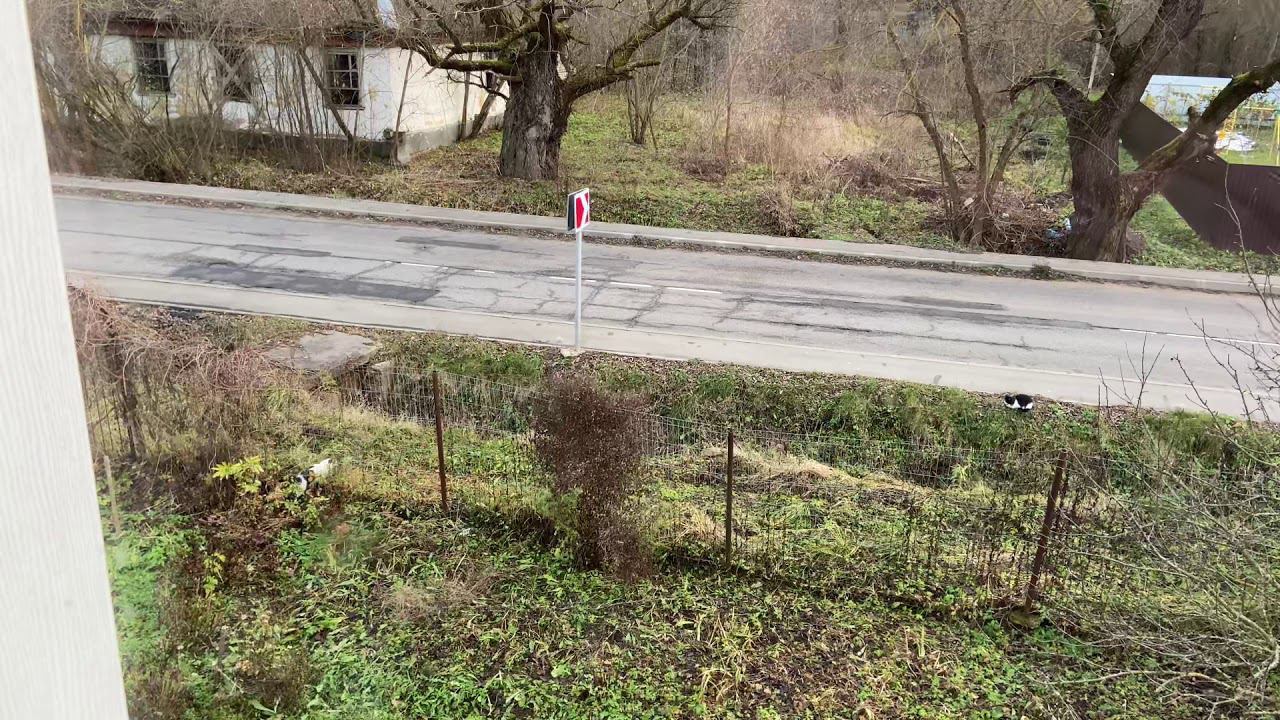 Кот охраняет свои границы (увидел в окно, вышел и победил)