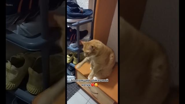 Вот так нужно гладить Сенечку ❤️