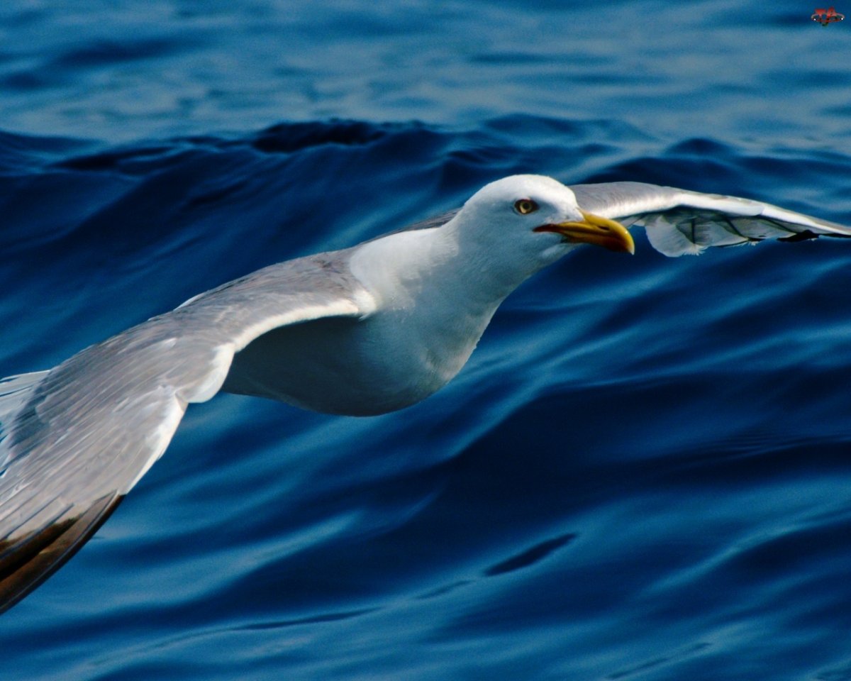 Sos! - кричат в потемках наши души...Автор текста Макарова Наташа. Стихи о жизни.