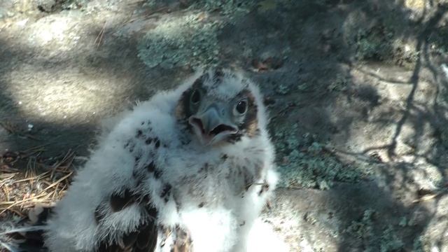 Соколиное гнездо.mp4