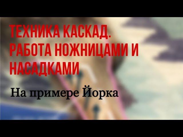 МАСТЕР-КЛАСС «СТРИЖКА ЙОРКШИРСКОГО ТЕРЬЕРА. ТЕХНИКА КАСКАД. РАБОТА НОЖНИЦАМИ И НАСАДКАМИ». Отрывок.