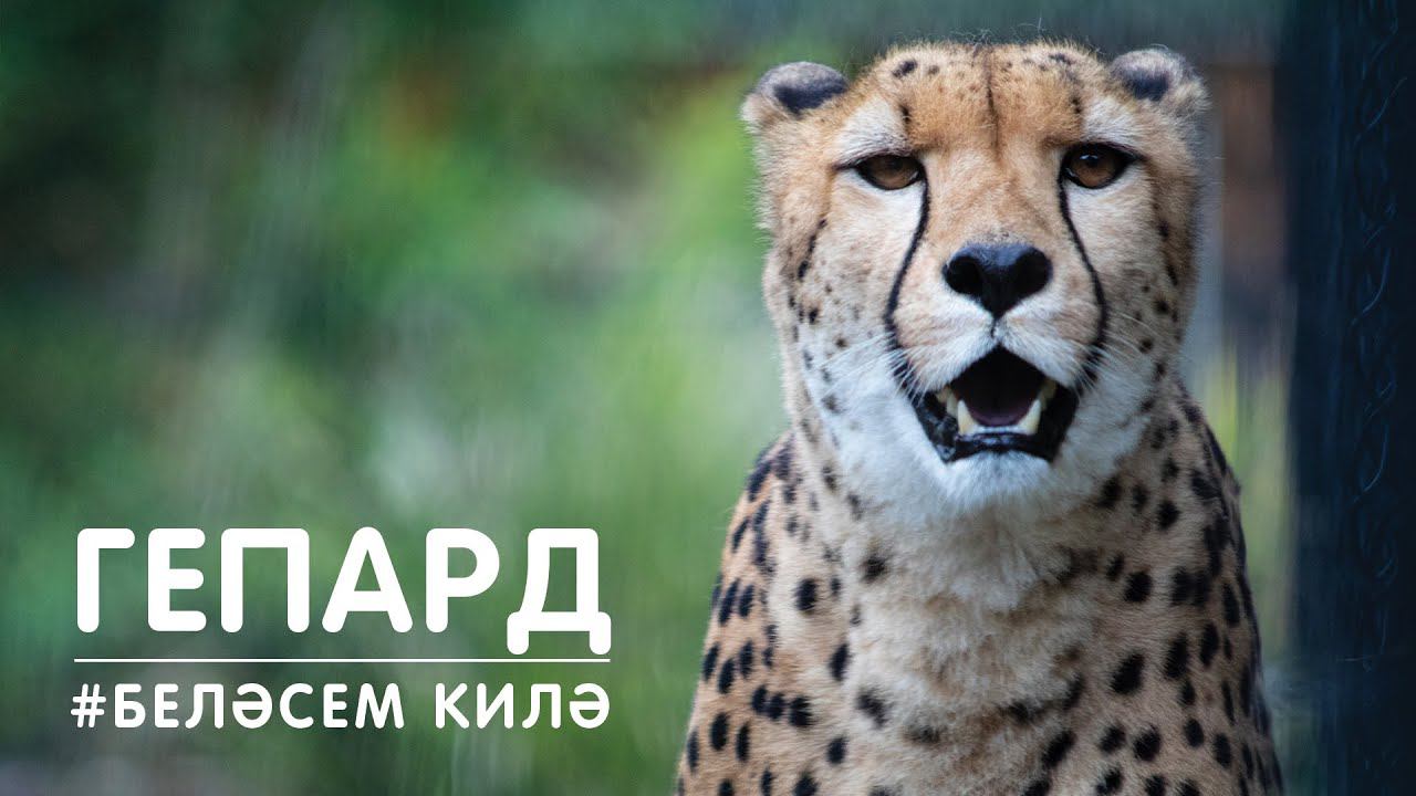 БЕЛӘСЕМ КИЛӘ: гепард / Дикие животные / Сheetah
