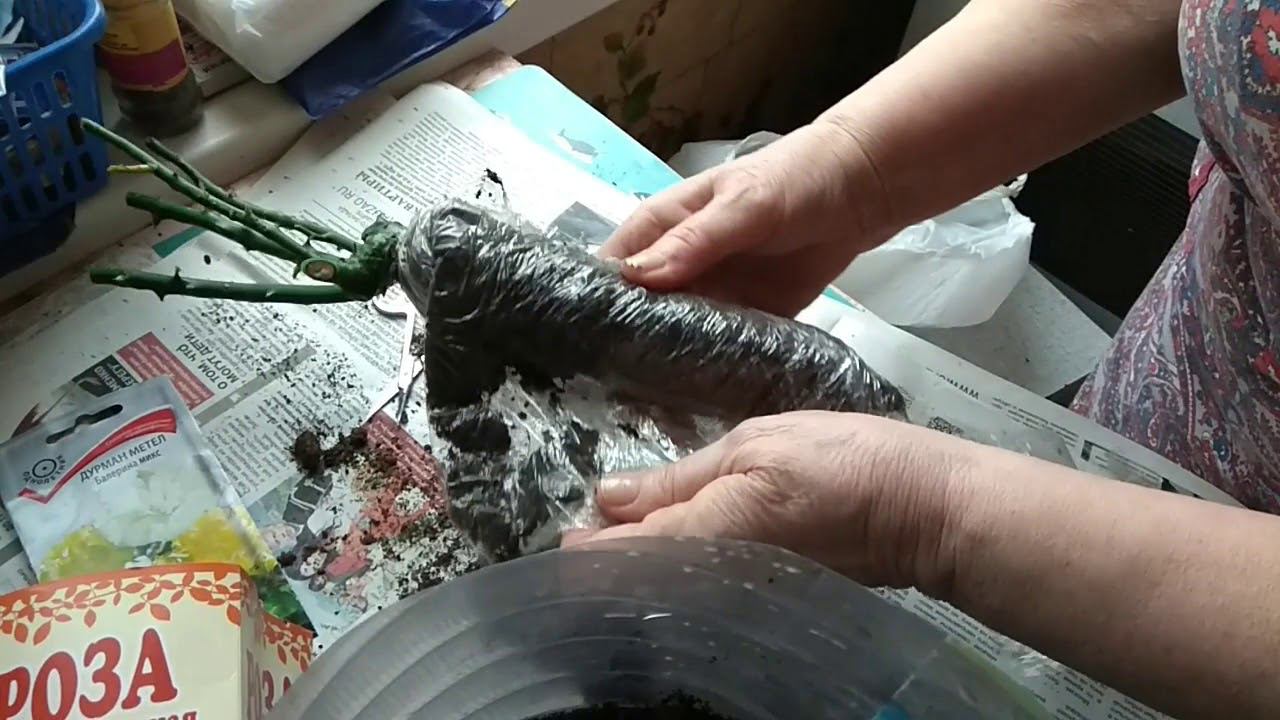 Как сохранить проснувшуюся розу до весны