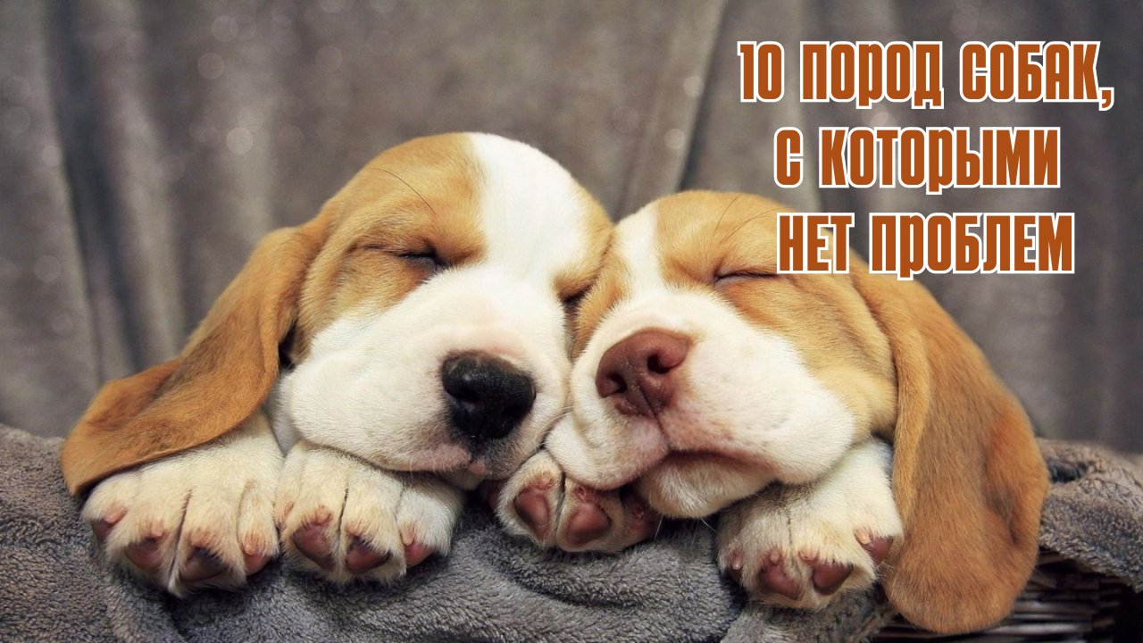 Лучшие породы собак, с которыми не будет проблем