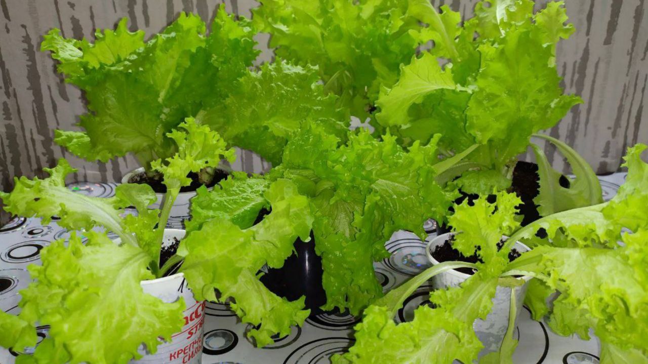 Как вырастить салат зимой.