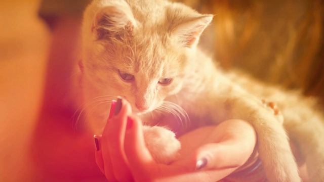 На пушистых кошачьих лапах / трогательно до слёз