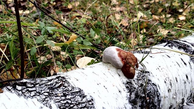 Трутовик и рядовка