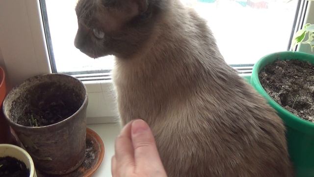 Огород на окошке 27 янв 2022 микрозелень.