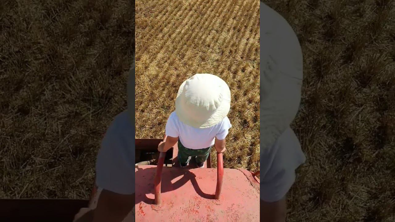 В Чувашии начали собирать урожай. Конечно, СЕМЕЙСТВО уже на поле Ждите ВЛОГ❤️