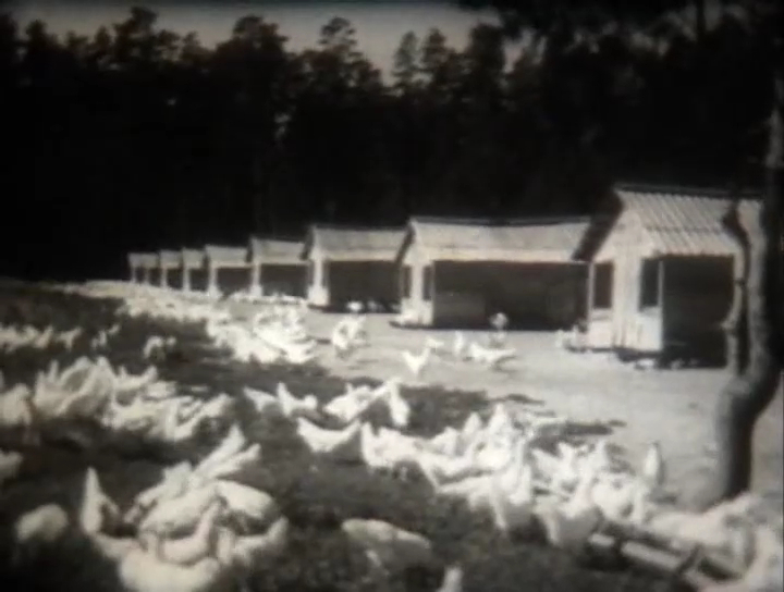 Содержание и разведение кур