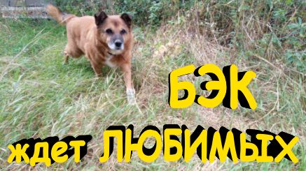 Бэк ждет ЛЮБИМЫХ. А пока - передержка