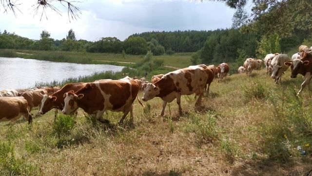 Прогулка с коровами где-то в Брянской области под медленный бит (Lo-Fi Beats, relax, chillout).