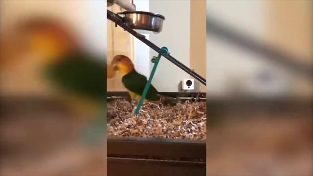 ?Лучшие смешные ПРИКОЛЫ ? #19