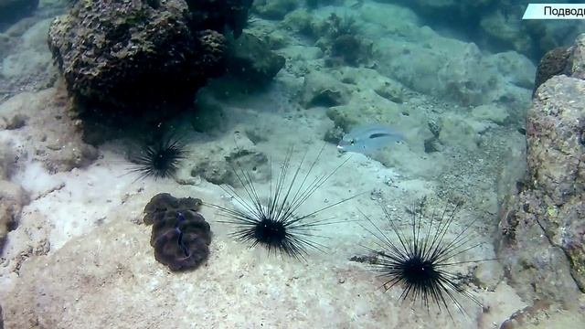 Остров Ко Лан. Паттайя. Таиланд. Подводный мир