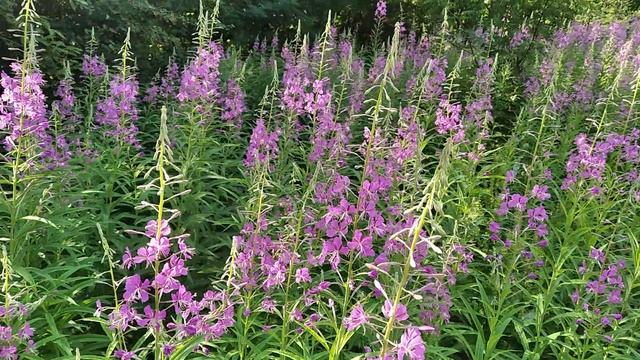 Пермь. Цветет Иван-чай!