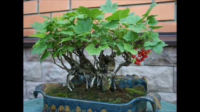 Бонсай только фото. Свой среди чужих, чужой среди своих Эдуард Артемьев N'Pans feat Теона Дольникова