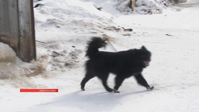 В АБАЛАКОВО ВОЛК ЗАГРЫЗ ДОМАШНЮЮ СОБАКУ