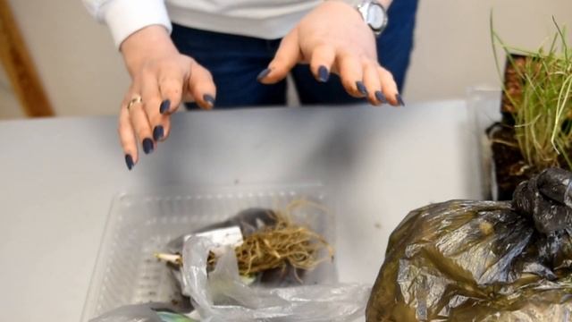 Покупка многолетников ранней весной как проверить качество посадочного материала и сохранить его