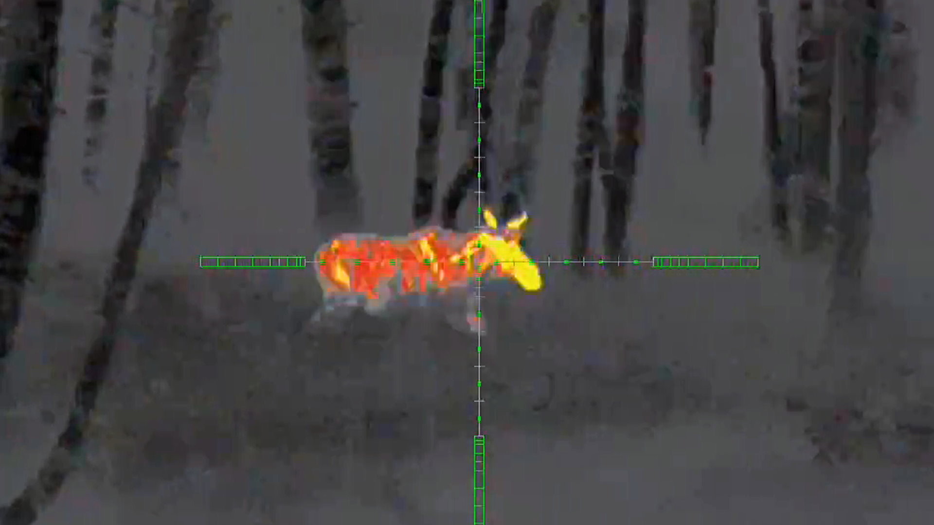 ОХОТА НА ЛОСЯ. ЗАГОН. ЯРОСЛАВСКАЯ ОБЛАСТЬ. ОХОТХОЗЯЙСТВО ОЛЕНИЙ ХУТОР.