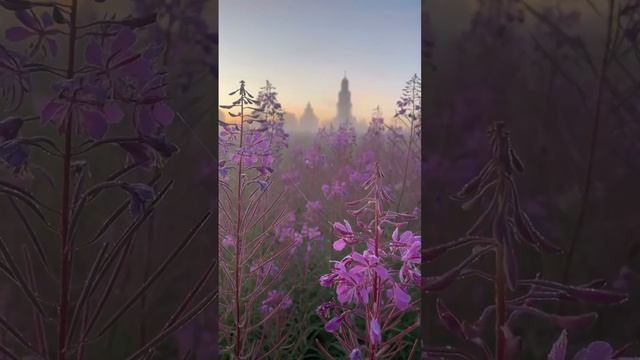 Туман в летнем саду