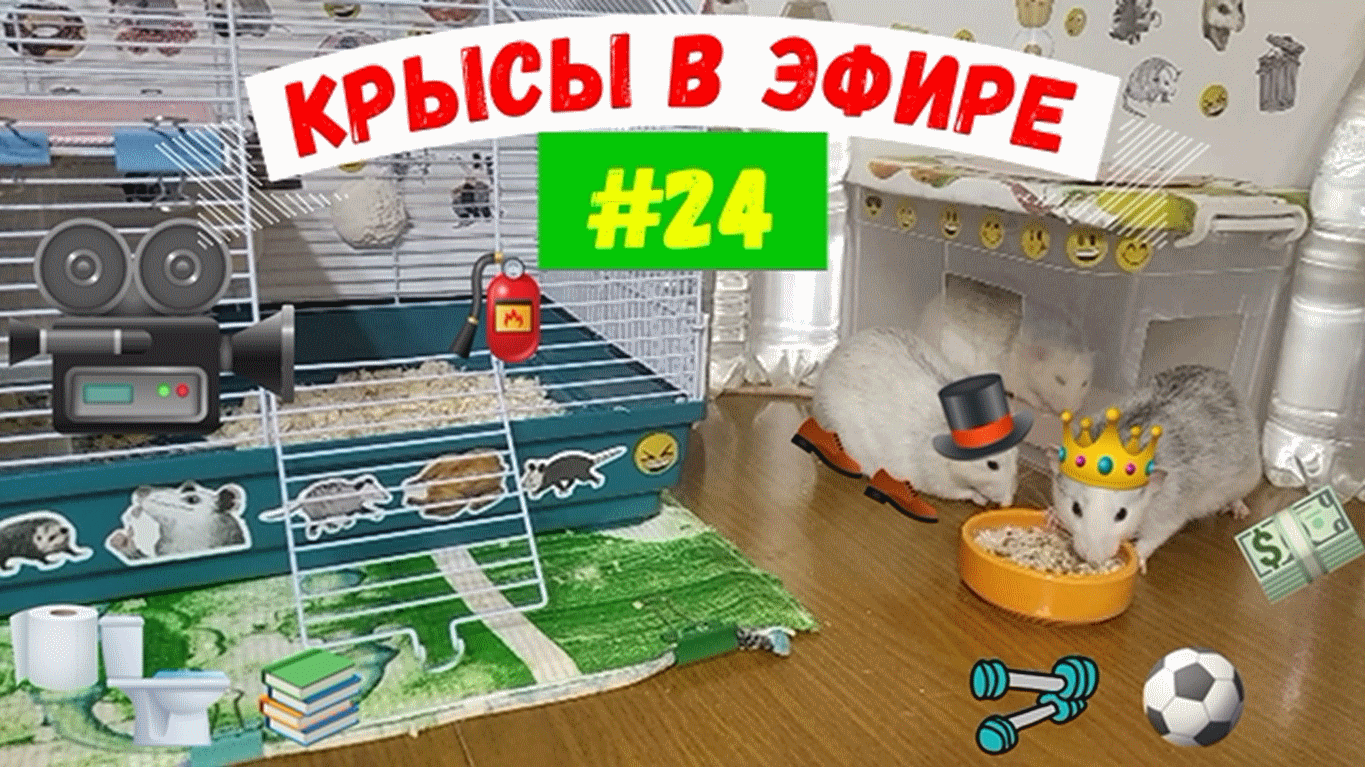 КРЫСЫ В ЭФИРЕ #24