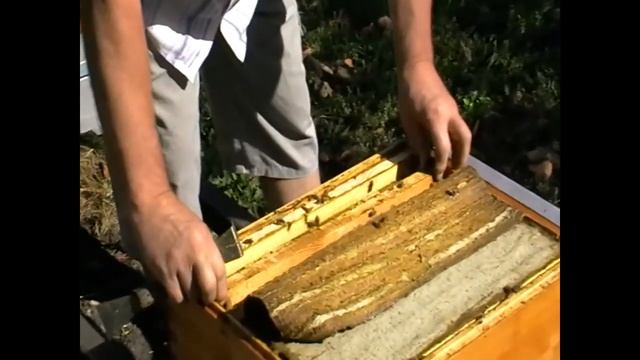 Осенняя обработка пчел от варроатоза