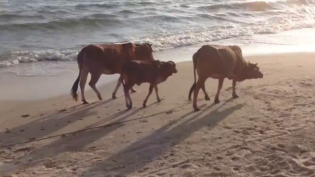 Вьетнамский пляж коровы