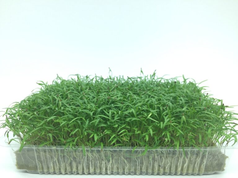 Как вырастить микрозелень моркови