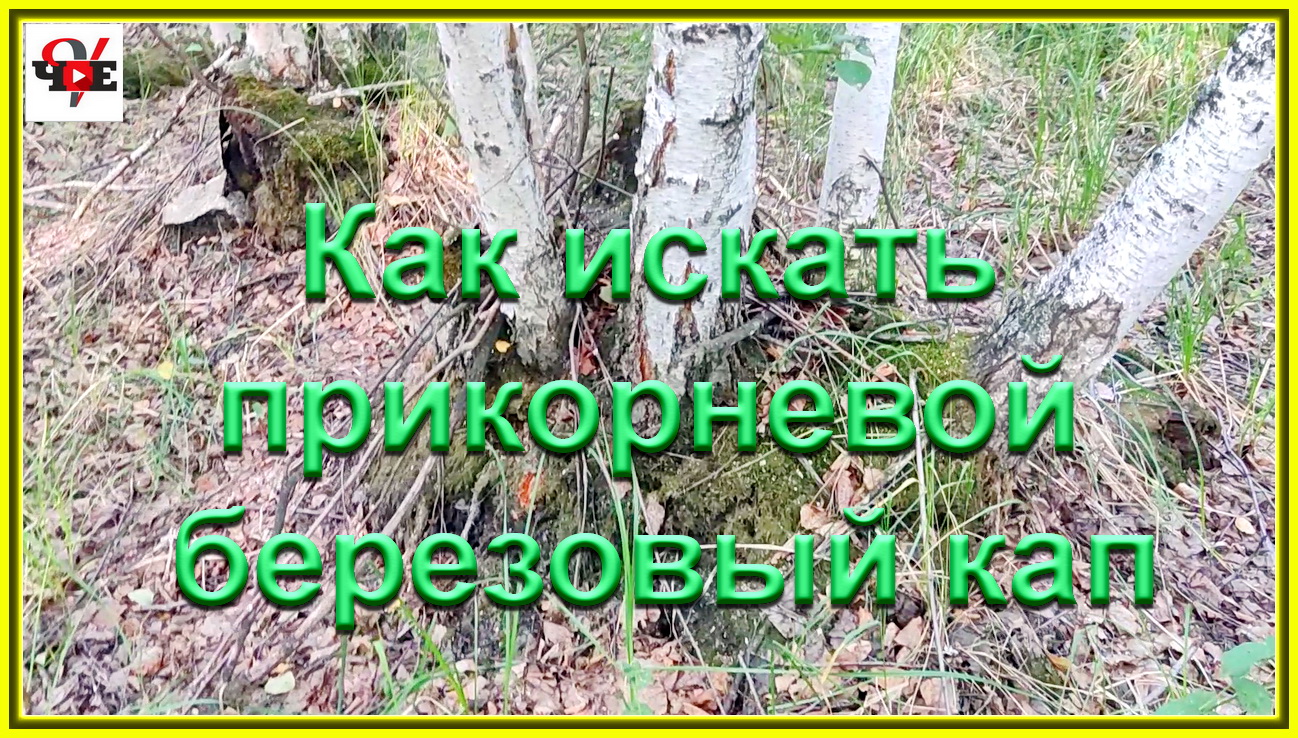 Как искать прикорневой березовый кап.mp4
