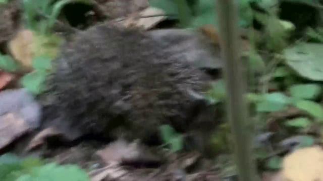 Грибы и ёжик The mushroom and hedgehog