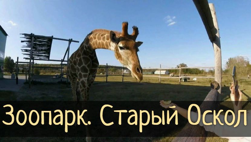 Кормим жирафа. Суровые львы. Зоопарк Старый Оскол / Субботние путешествия