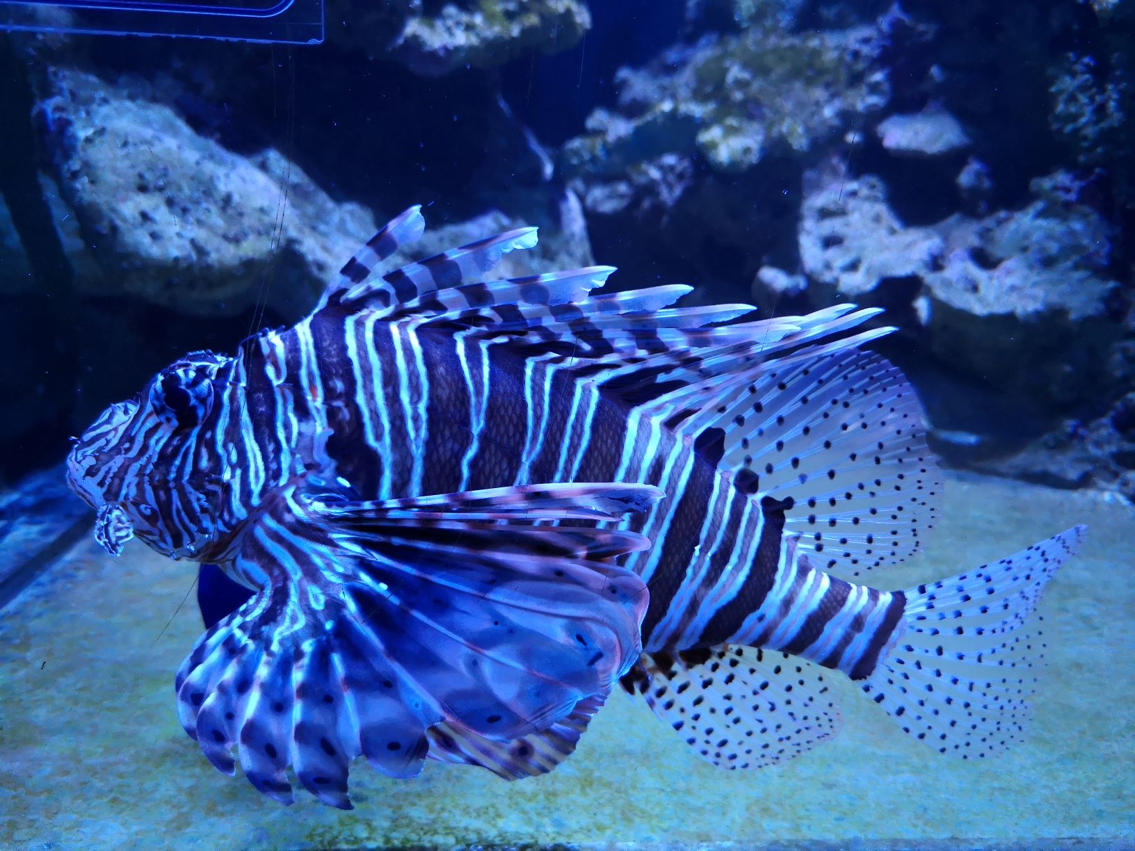 Аквариум в Океанариуме.