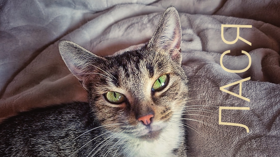 Дорога домой. ЛАСЯ