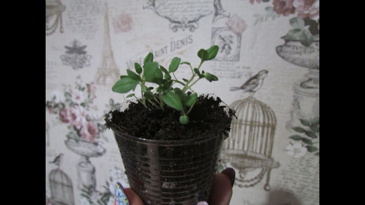 ПИКИРУЕМ ТИМЬЯН ПРОЩЕ ПРОСТОГО!!!