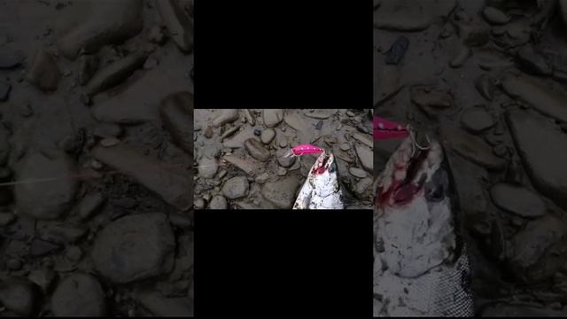 Ловля симы на воблер 80 мм (13 гр) от Mr. Musurok