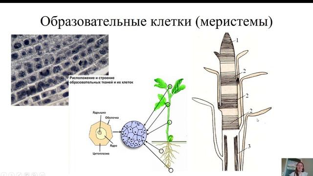 Биология Растительная клетка 2 день 1 часть