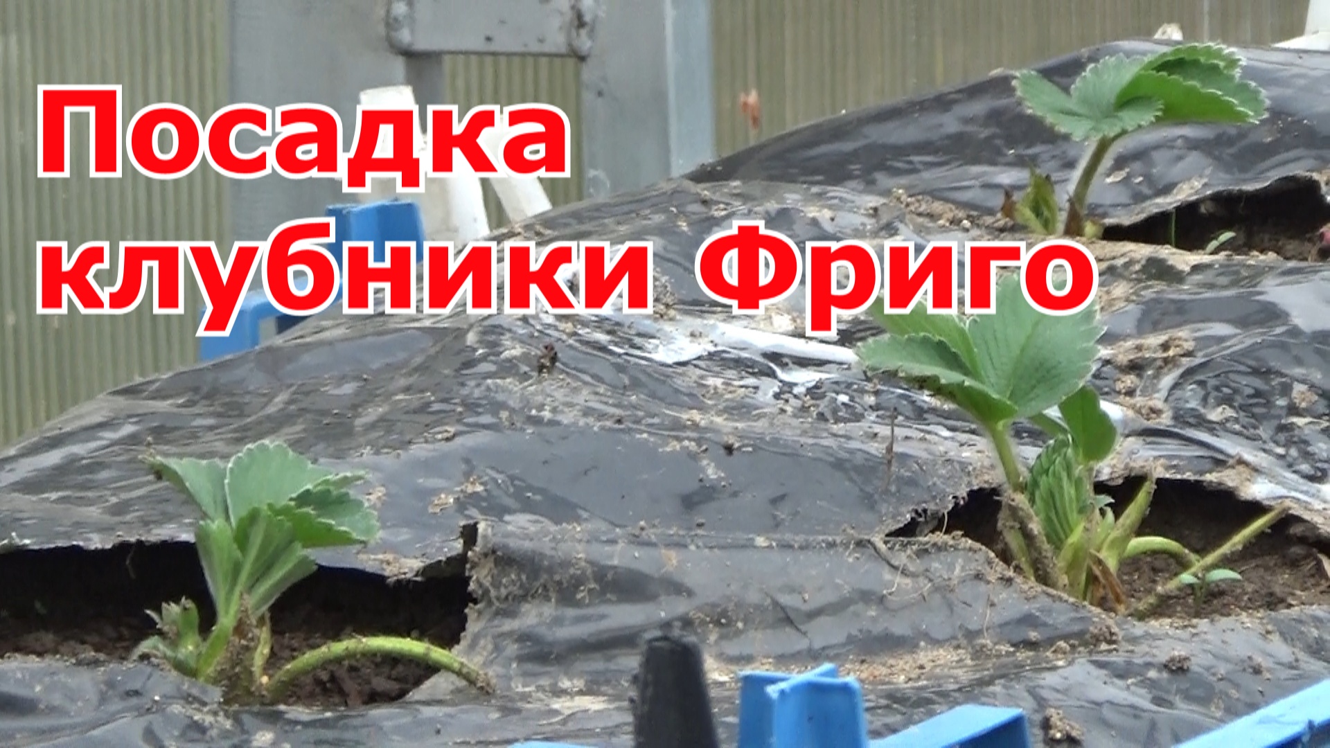 Посадка клубники Фриго в теплицу весной и как сохранить рассаду Фриго до высадки в открытый грунт.