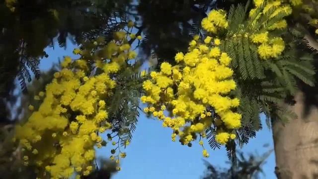 Красивая музыка релакс Ronny Matthes