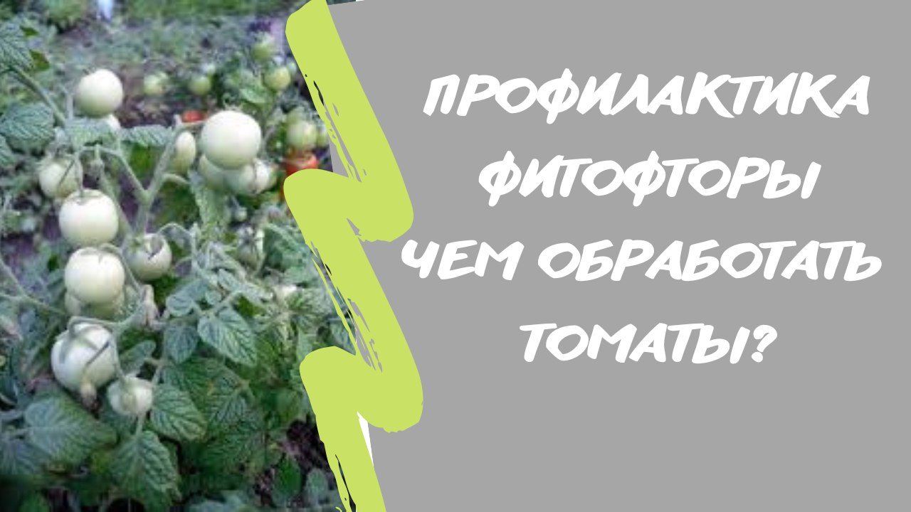 Профилактика фитофторы. Чем обработать томаты?