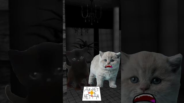 Недели котёнок Shorts (21)