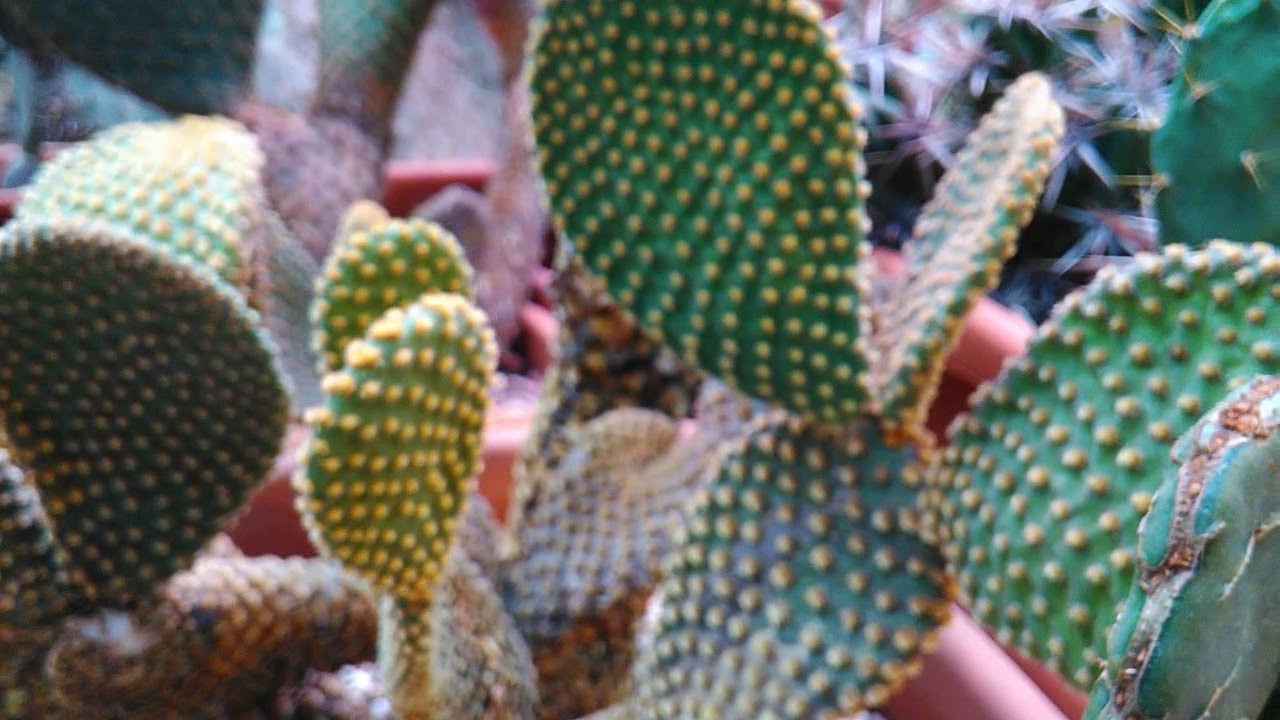 Футаж для видео монтажа  Кактусы 14