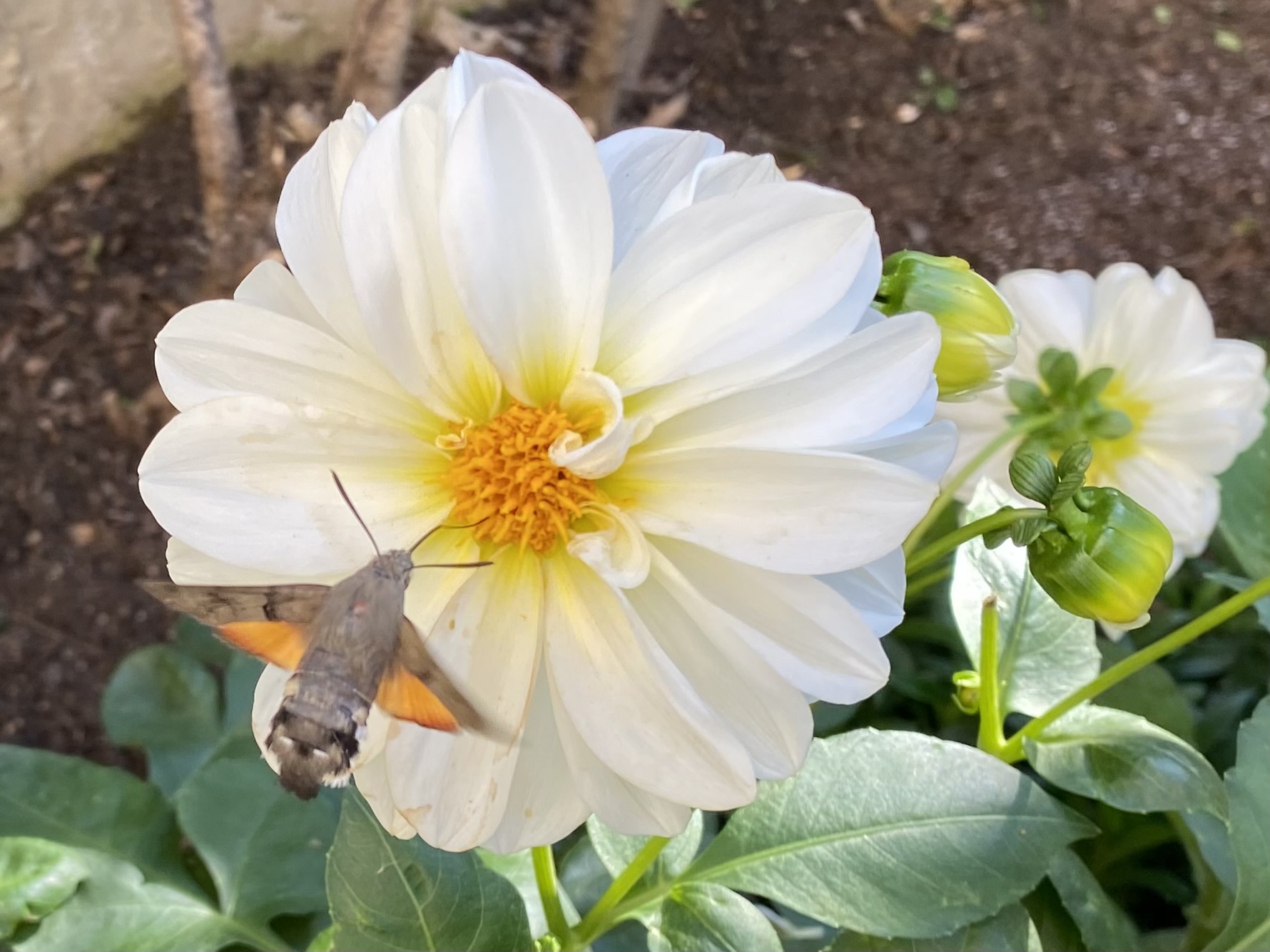 Для настроения... Осенний вальс насекомых в моем саду