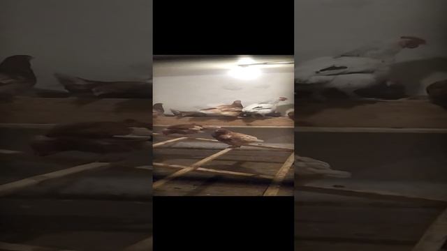 Наблюдаю за курами.